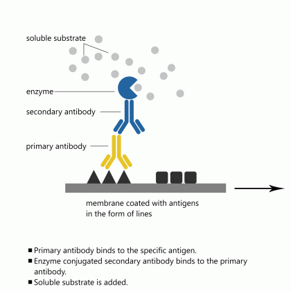 attomol® Autoantibody Lineassay - Attomol | Molekulare Diagnostika